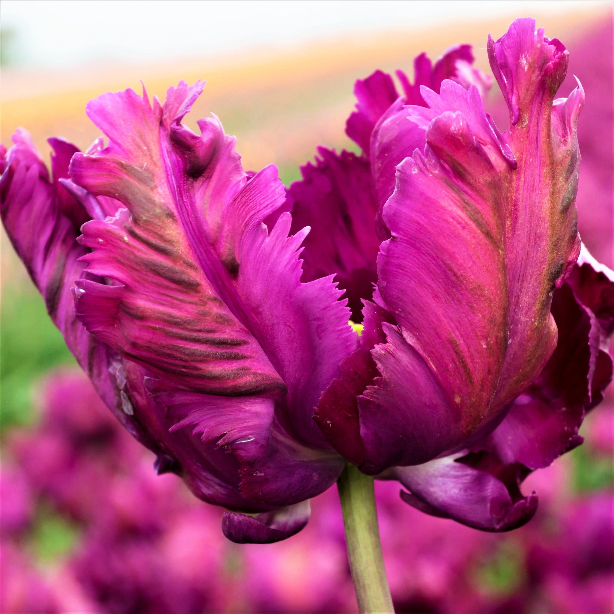 Bold Maroon & Pink Tulip Bulbs for Sale Online | Negrita Parrot – Easy ...