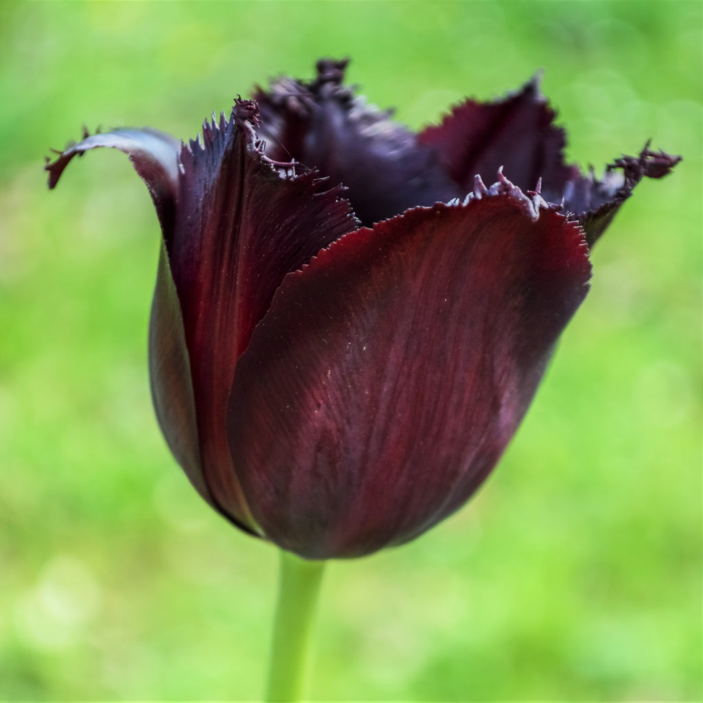 Dark Tulip Flower