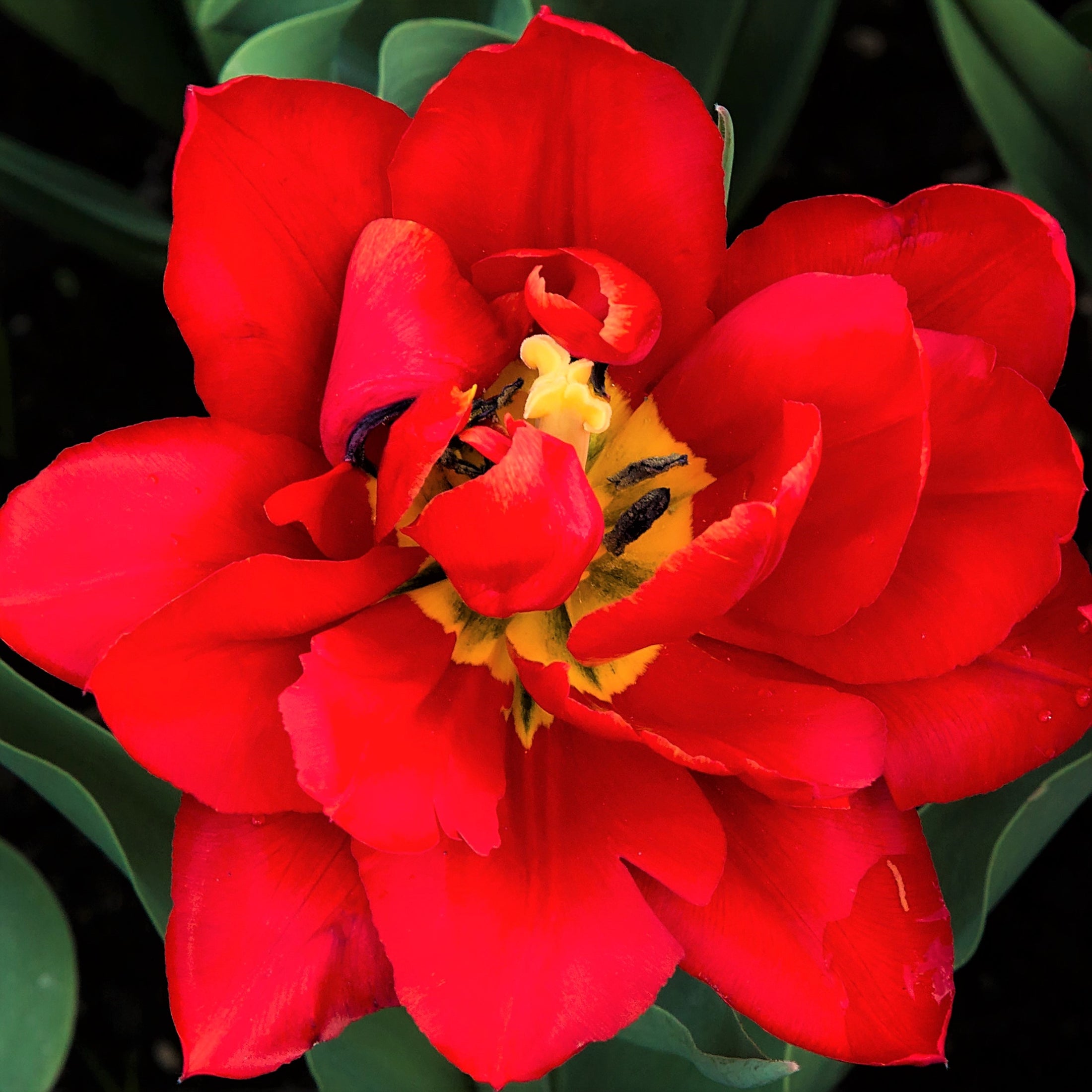 Fragrant Double Bright Red Tulip Bulbs for Sale Online | Abba – Easy To ...