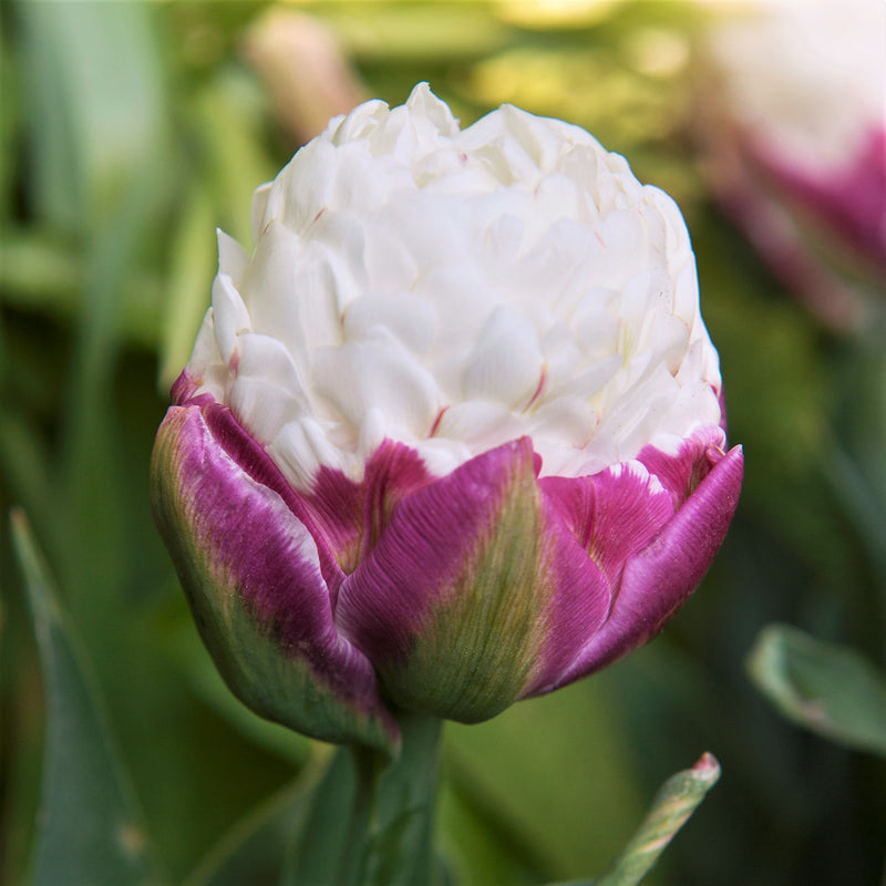 Lovely Multi-Colored Tulip Bulbs for Sale Online | Ice Cream – Easy To ...