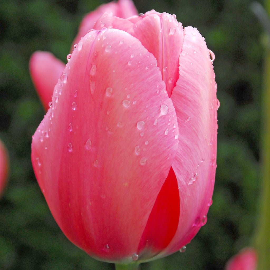 Single Pink Tulip